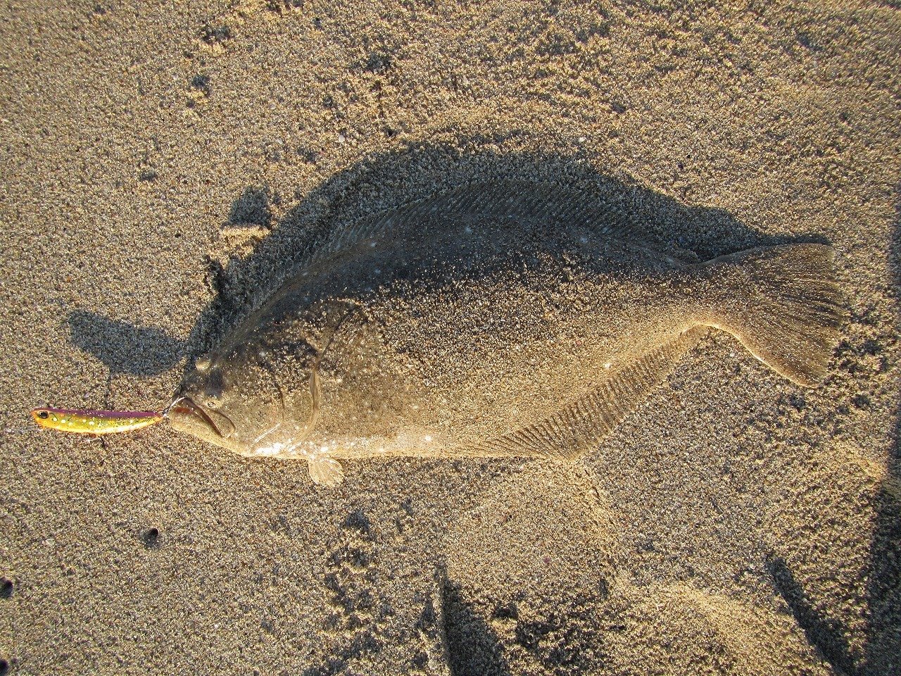 北茨城店の釣り情報｜つり具の上州屋 - あなたのフィッシング＆アウトドアライフをサポート