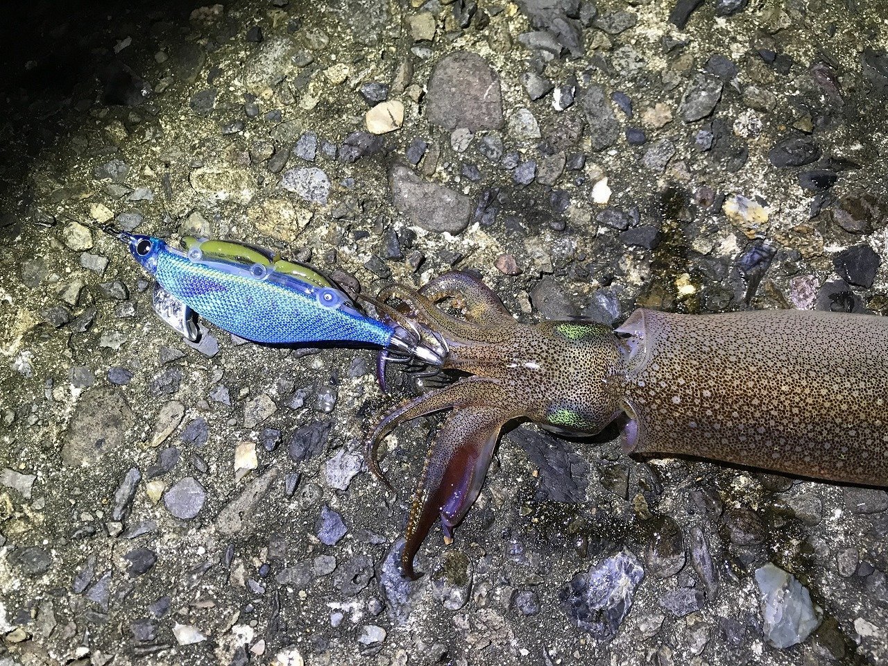 新福井店の釣り情報｜つり具の上州屋 - あなたのフィッシング＆アウトドアライフをサポート