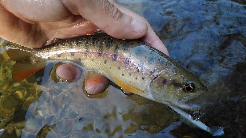 盛岡上堂店の釣り情報｜つり具の上州屋 - あなたのフィッシング＆アウトドアライフをサポート