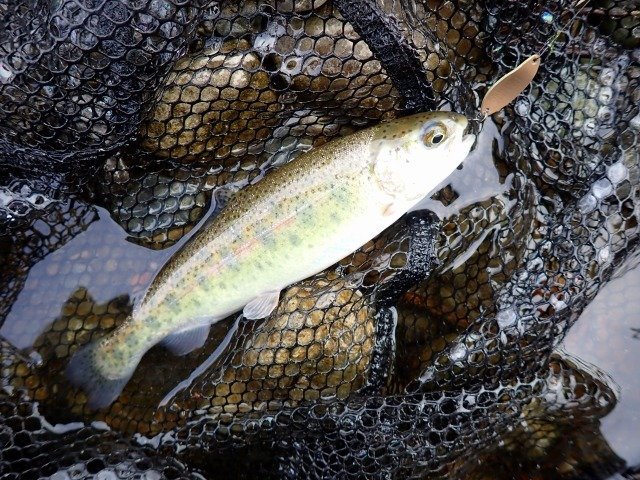 伊勢崎店の釣り情報｜つり具の上州屋 - あなたのフィッシング＆アウトドアライフをサポート