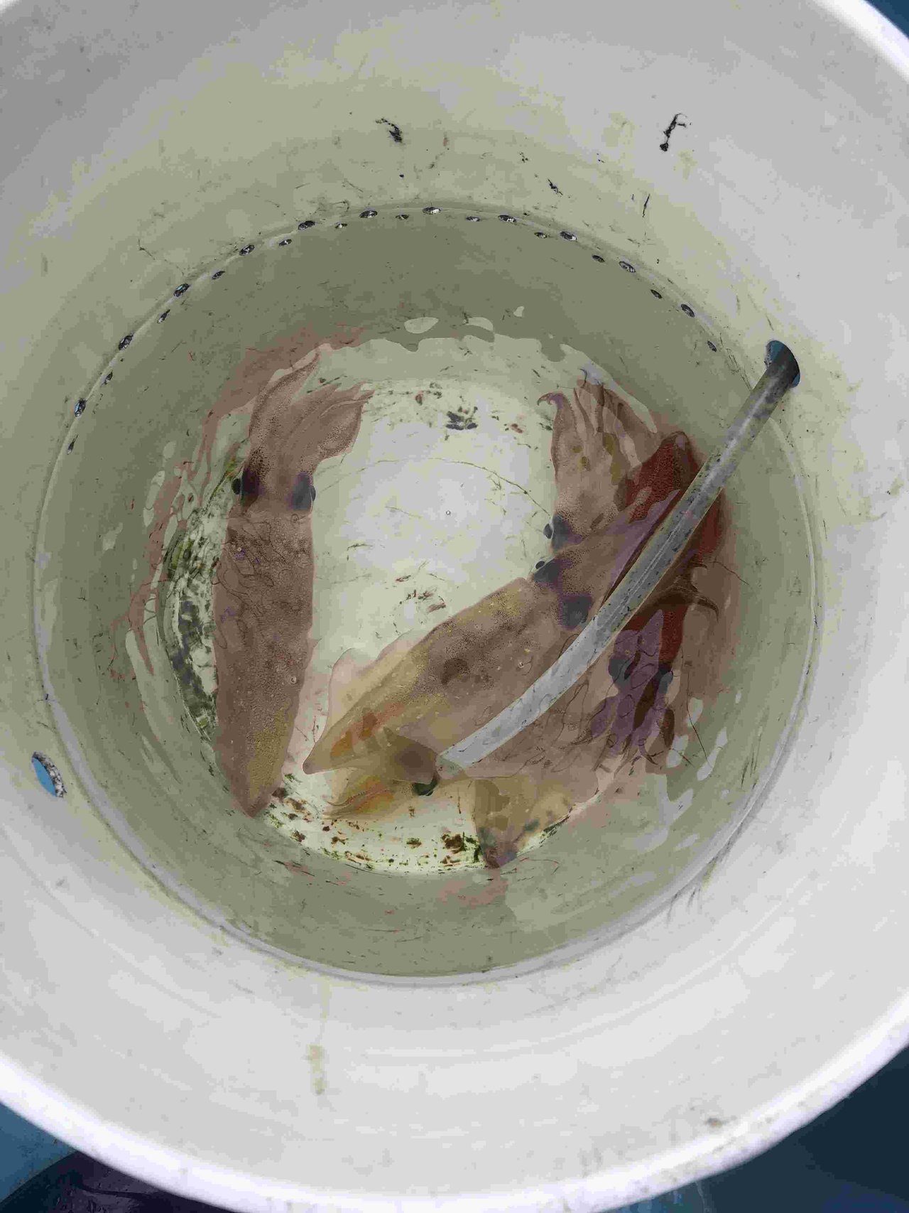 厚木店の釣り情報｜つり具の上州屋 - あなたのフィッシング＆アウトドアライフをサポート