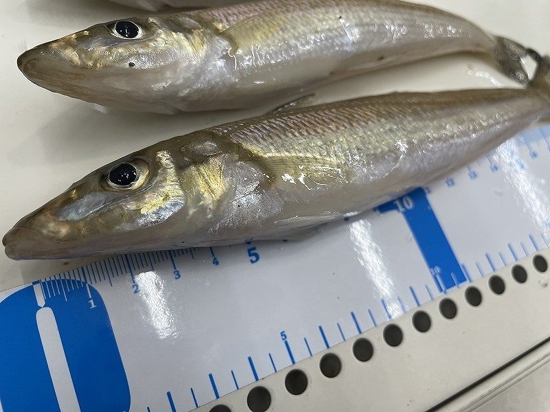 山形店の釣り情報｜つり具の上州屋 - あなたのフィッシング＆アウトドアライフをサポート