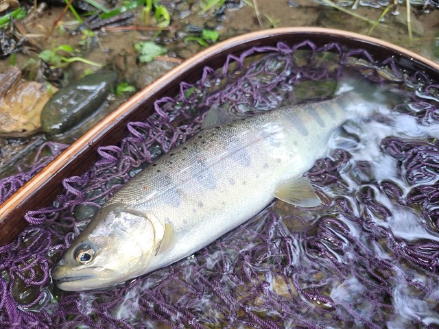 新福井店のショップニュース｜つり具の上州屋 - あなたのフィッシング＆アウトドアライフをサポート