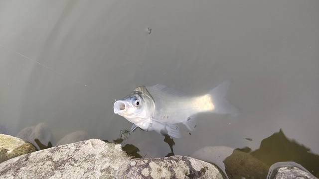 東根店のショップニュース｜つり具の上州屋 - あなたのフィッシング＆アウトドアライフをサポート