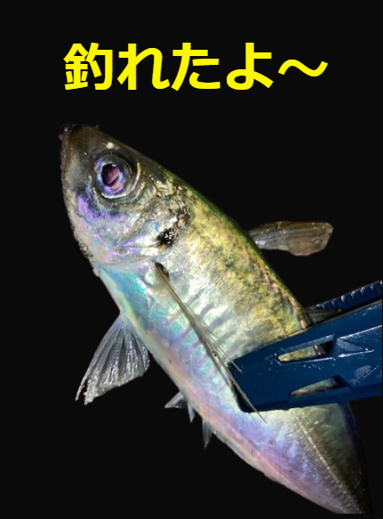 いわき泉店のショップニュース｜つり具の上州屋 - あなたのフィッシング＆アウトドアライフをサポート