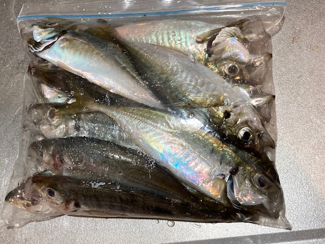 いわき泉店のショップニュース｜つり具の上州屋 - あなたのフィッシング＆アウトドアライフをサポート