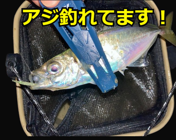 いわき泉店のショップニュース｜つり具の上州屋 - あなたのフィッシング＆アウトドアライフをサポート