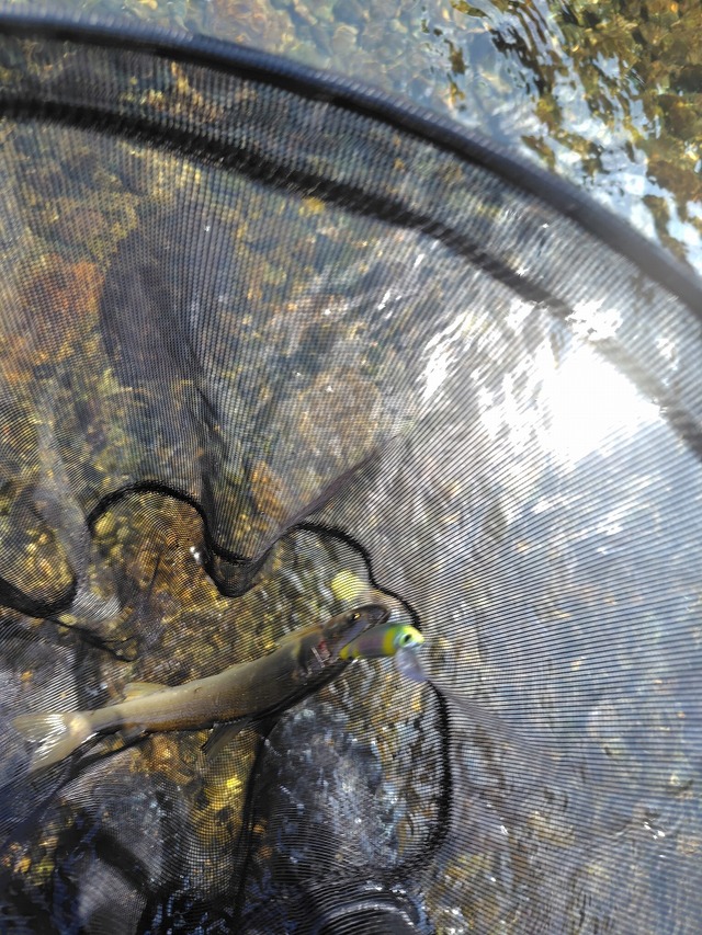 いわき泉店のショップニュース｜つり具の上州屋 - あなたのフィッシング＆アウトドアライフをサポート